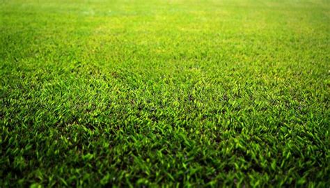Beautiful Lush Green Grass Lawn In A Stock Image Colourbox