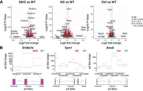 Identification Of Alternative Splicing And Polyadenylation In RNA Seq Data Article JoVE