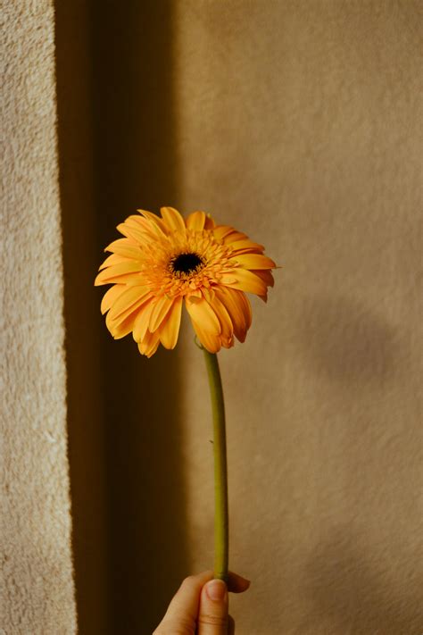 거베라 거베라 제임스 고립된 꽃 꽃 장식 꽃꽂이 꽃잎 단일 줄기 데스크톱 바탕화면 데이지 가족 매크로 미니멀리스트 미니멀리즘 반사 밝은 빨간색