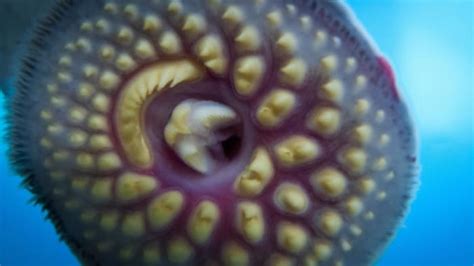 Not An Eel Not A Leach Heres A Look At The Infamous Sea Lamprey