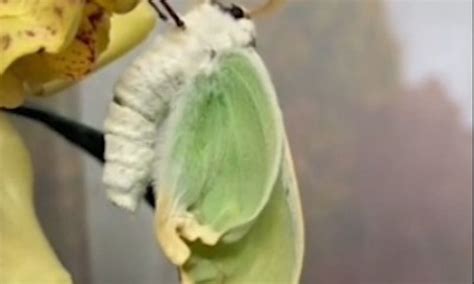 מה רבו מעשיך ה כך הגולם הופך לפרפר יפהפה • צפו בחדרי חרדים