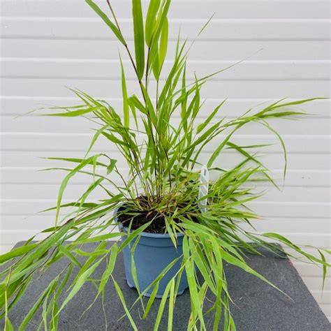 Hakonechloa Macra Hakonegras 2 Liter Pot Tas Boomkwekerij