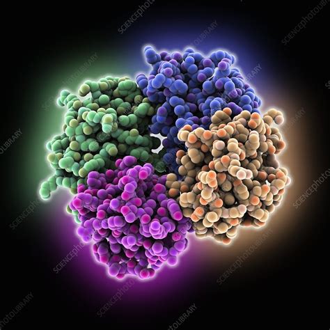 Sars Cov 2 Rna Binding Domain Molecular Model Stock Image C051 1466 Science Photo Library