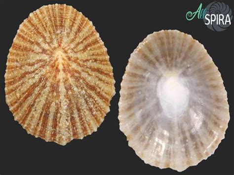 Cymbula Miniata Allspira