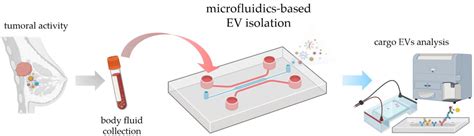 Biosensors Free Full Text Microfluidic Strategies For Extracellular Vesicle Isolation