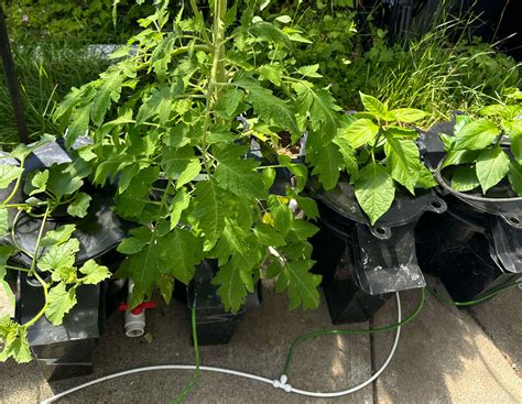 Dwc And Rdwc Systems Compared