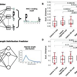 Properties Of MHC Class I And Class II Molecules A Description Of Download Scientific