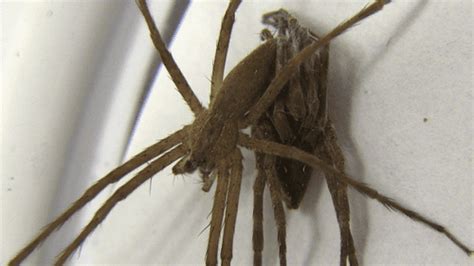 Male Spiders Tie Females Legs With Silk To Avoid Sexual Cannibalism IFLScience