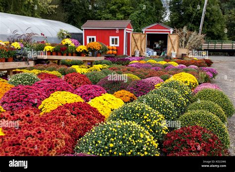 Different Color Mums