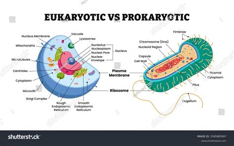Differences Between Eukaryotic Cell Prokaryotic Cell Stock Vector Royalty Free 2595885997