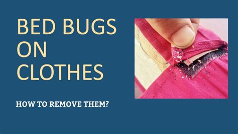 Ppt Bed Bugs On Clothes How To Remove Them Powerpoint Presentation