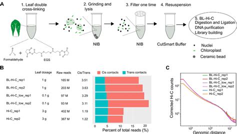 Schematic Of Bl Hi C Method A The Nuclei Extraction Procedure Includes Download Scientific