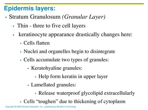 Chapter 5 The Integumentary System Part A Ppt Download