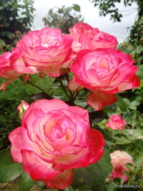 Галерея - Jubile du Prince de Monaco (MEIsponge, Jubile de Saint ...