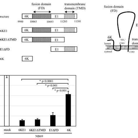 Cytotoxicities Of Sinv Structural Proteins A The Genome Of Sinv