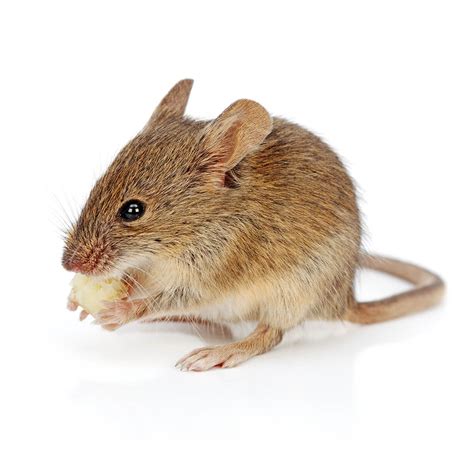 The Difference Between Mice And Rats Fantatsic Pest Control