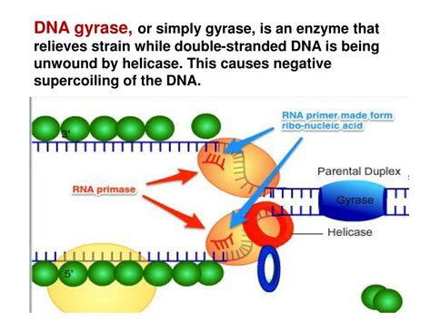 Ppt Dna Replication Powerpoint Presentation Free Download Id9414716