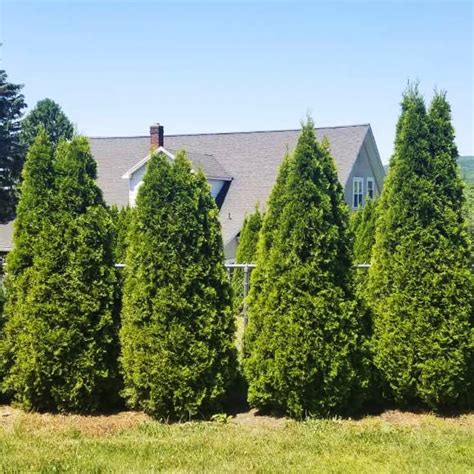 Thin Ornamental Pine Trees Pine Tree Diseases And How To Treat Them