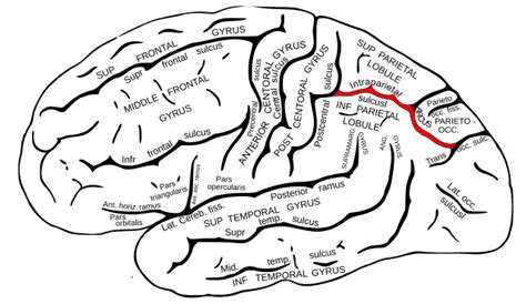 Intraparietal Sulcus Wikiwand