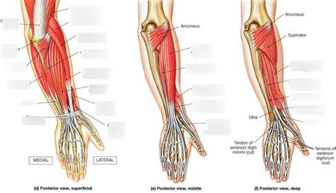 Wrist Posterior View Diagram Quizlet