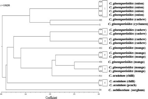 Dendrogram Constructed By The Upgma Method Using The Jaccard
