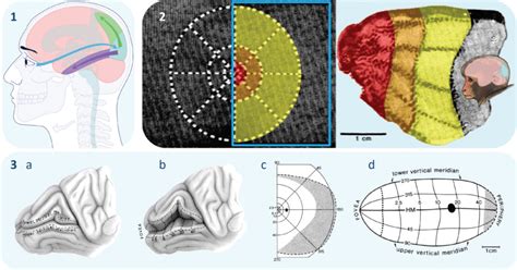 Perception Neuroanatomy Image 1 Shows Visual Cortex Image Arrival