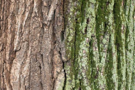 Tree Bark With And Without Moss And Lichen Stock Image Image Of Pattern Irregular 110547711