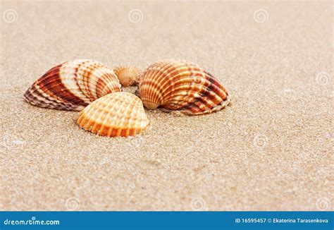 Cockleshell Stock Image Image Of Backgrounds Objects 16595457
