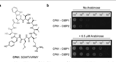 Figure 1 From A Cyclic Peptide Inhibitor Of C Terminal Binding Protein Dimerization Links
