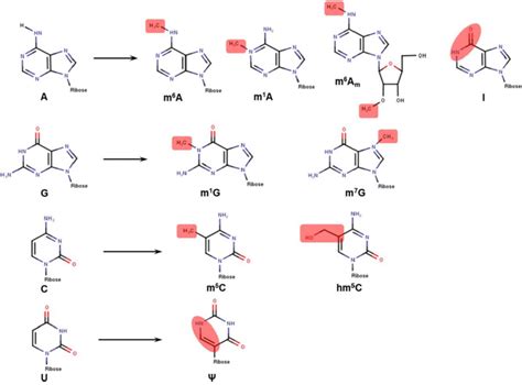 Nucleotide Base Structure Nucleotides And Bases Genetics Generation
