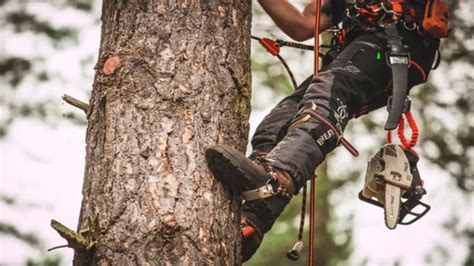 How Do You Set Up Tree Climbing Spikes Step By Step Guide