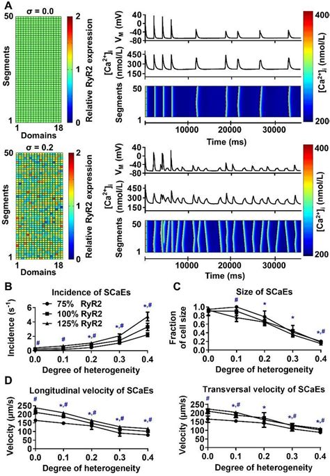 5 Effects Of Ryr2 Distribution Heterogeneity On Scaes In The Download Scientific Diagram