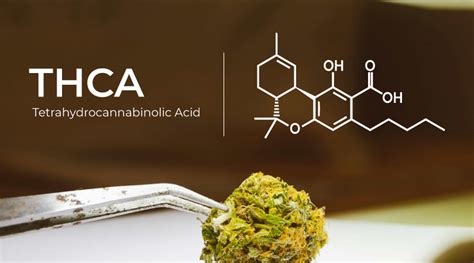 What Is Thca Uses Benefits And More Certified Headies