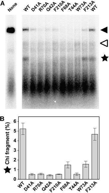 The Inactivated Helicase Domain Of Addb Is The Chi Binding Locus A