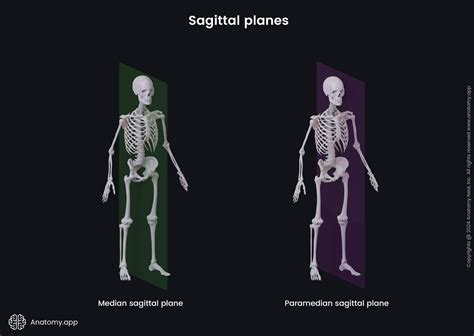 Anatomical Terminology Encyclopedia Anatomy App Learn Anatomy 3d Models Articles And