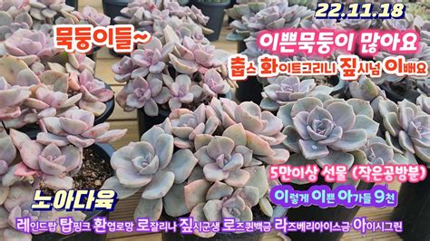 노아다육3탄묵둥이군생5만이상선물짚시모르타큐빅별의눈물춥스샤롤로즈러우골드젤리화이트그리니레인드랍로치택배 010 9884 1044 Youtube