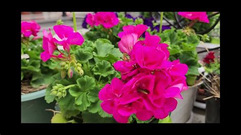 Вешки - YouTube