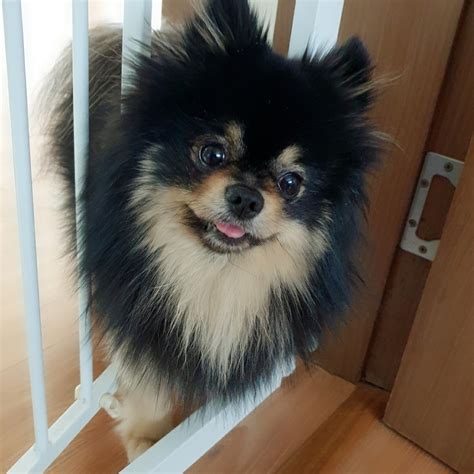 서울 블랙탄포메라니안 남아 강아지찾아요 공식유기견보호센터