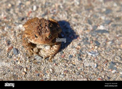 Kanada Kröte Oder Dakota Kröte Canadian Toad Anaxyrus Hemiophrys