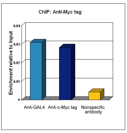 Anti Myc Tag Rabbit MAb ChIP CUT RUN And CUT Tag Grade