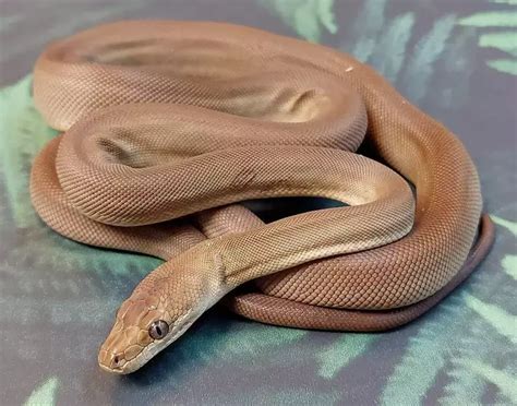 Care Instructions And Species Profile Olive Python The Reptile Bay