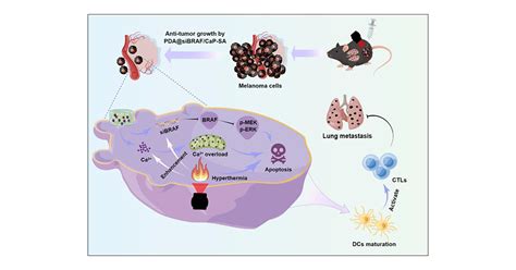 Biomineralized Polydopamine Nanoparticle Based Sodium Alginate