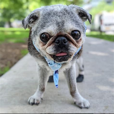 Suji Is Upbeat R Pugs