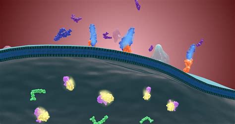 Premium Photo Platelet Activation And Aggregation Play An Important Role In Occlusive Vascular