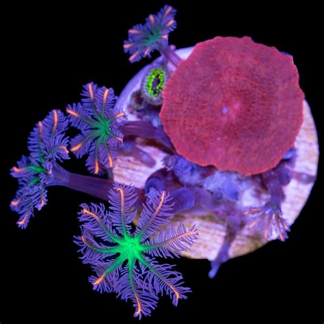 Fireworks Clove Polyps Red Mushroom Combo Frag Wysiwyg Coral