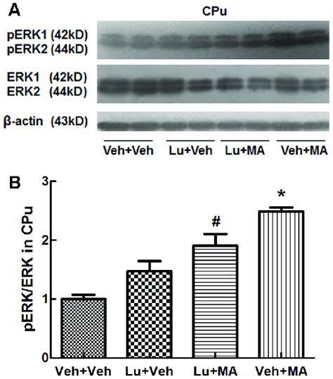 Perk1 2 Levels In The Cpu Following Repeated Treatment With