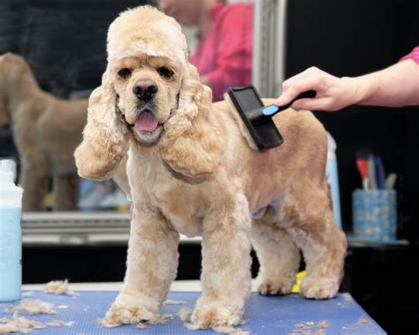 The Cocker Spaniel Haircut A Guide To Grooming And Styling With Photos