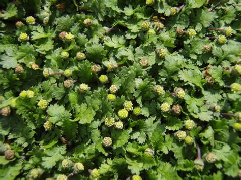 Baumschule Eggert Blütensträucher Baumschulen Heckenpflanzen