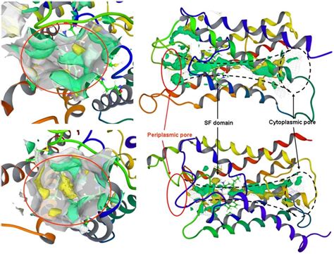 Identification Of Protein Binding Pockets Ribbon View Of The Whole Download Scientific Diagram