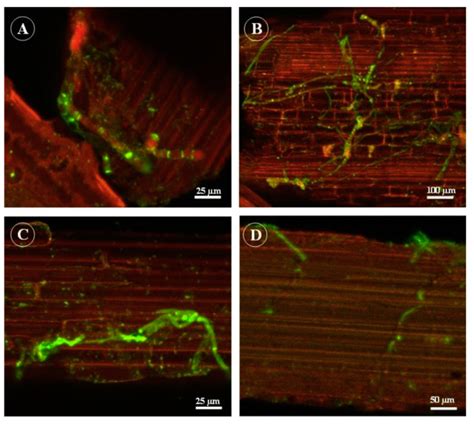 A Schematic Diagram Of The Multimodal Nonlinear Optical Imaging Download Scientific Diagram